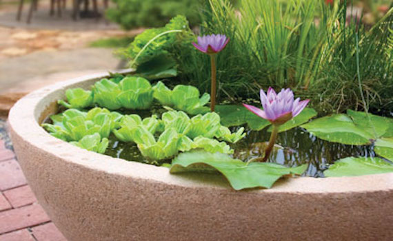 Aquascape Paradise – Pools & Ponds – Licensed and Insured